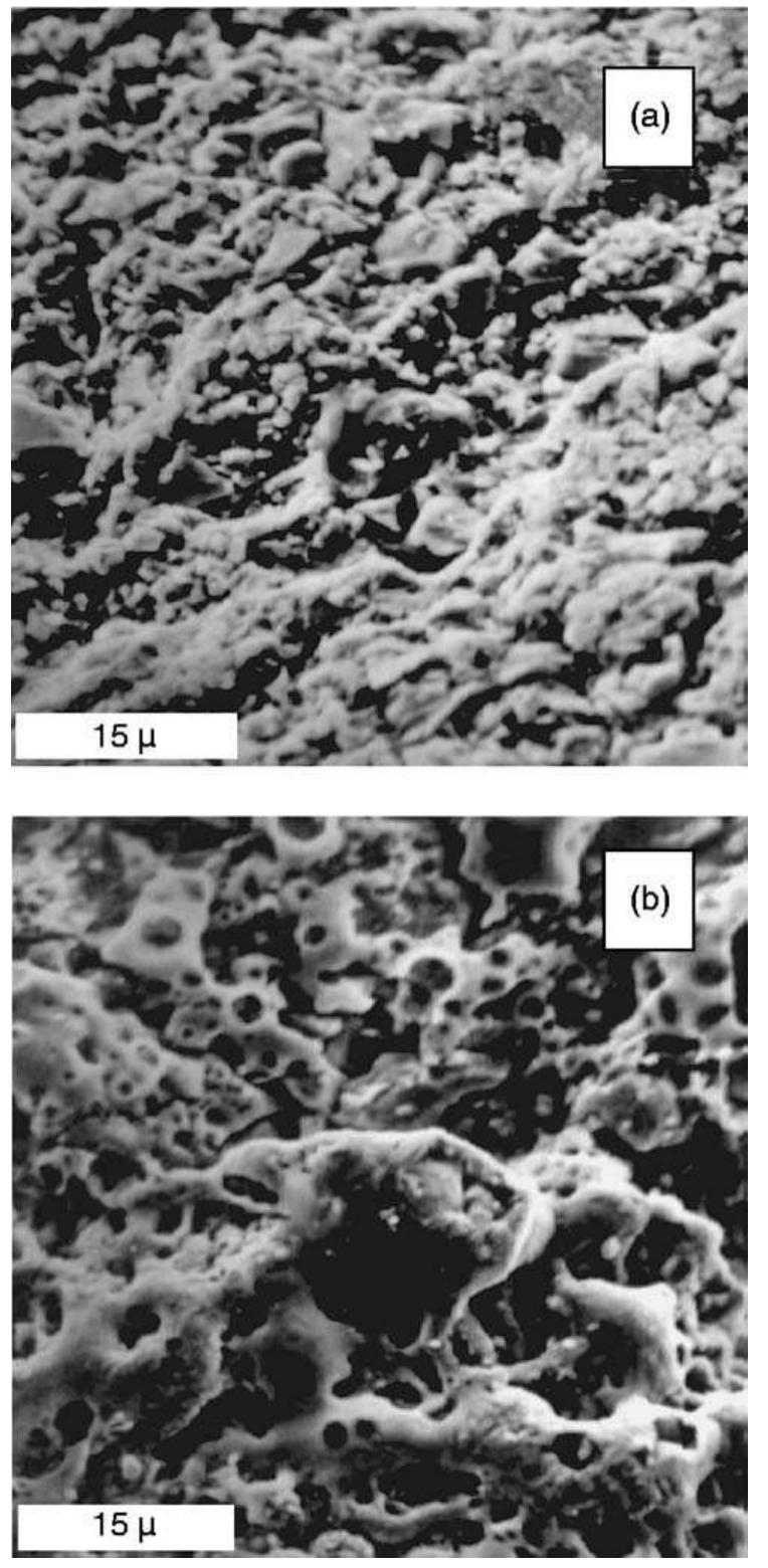 Sem images of the surface of the mh element: (a) initial