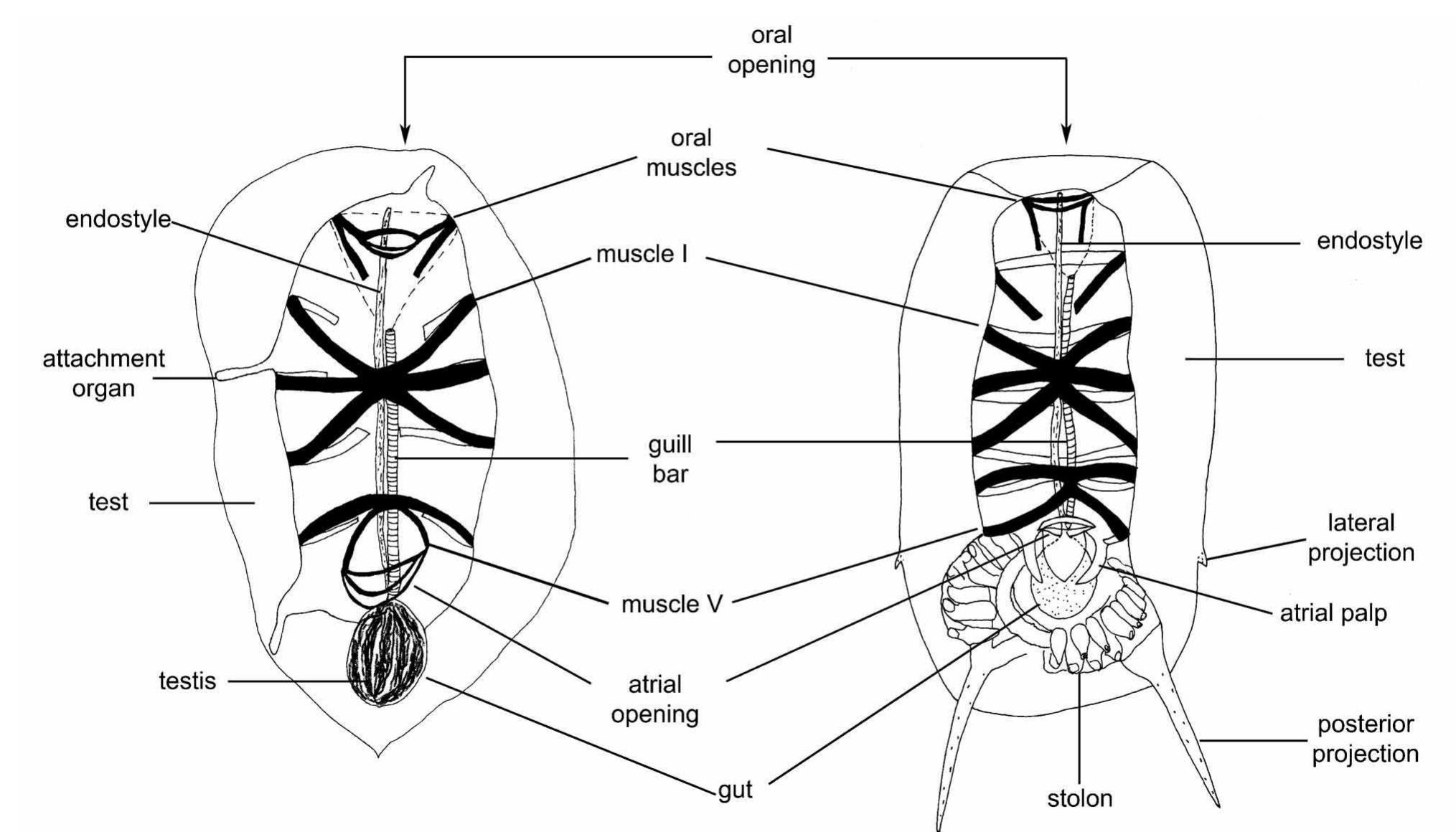General morphology of salpinae. dorsal view of thalia