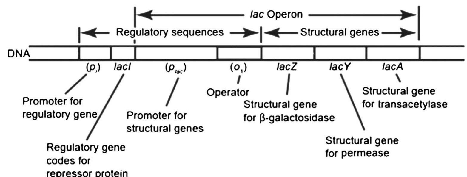Pc onstruction of lac operon (figure adapted from k. l.