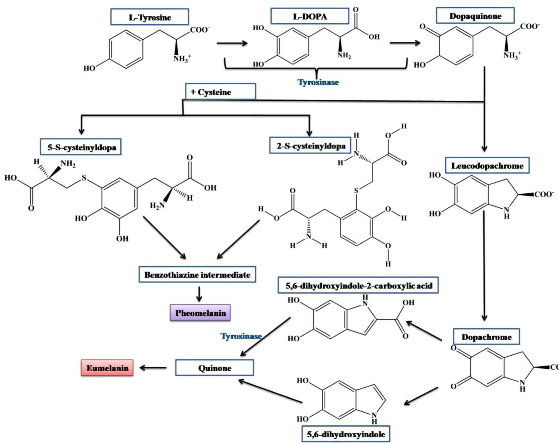 Biosynthetic pathway of melanin.