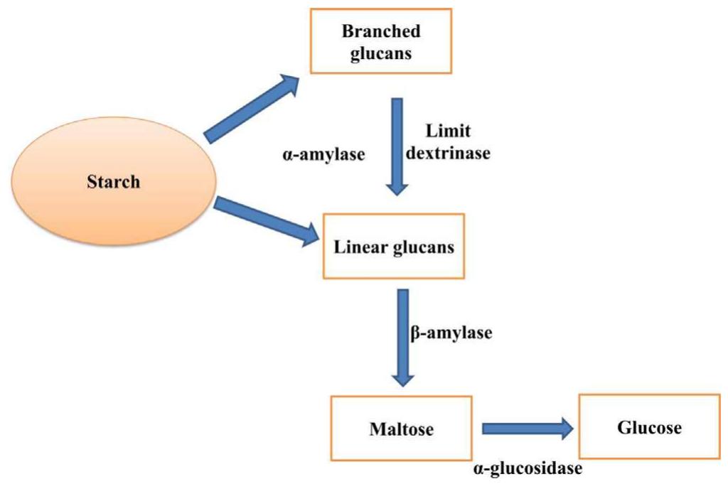 A model for the pathways of starch degradation. streptomyces
