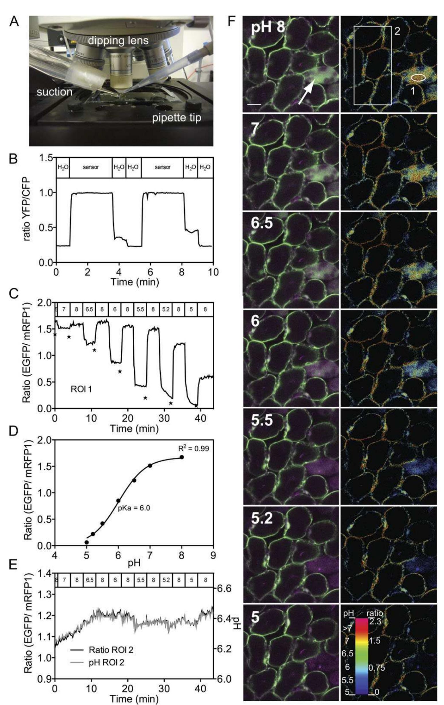 /n planta calibration and ph homeostasis of leaf palisade