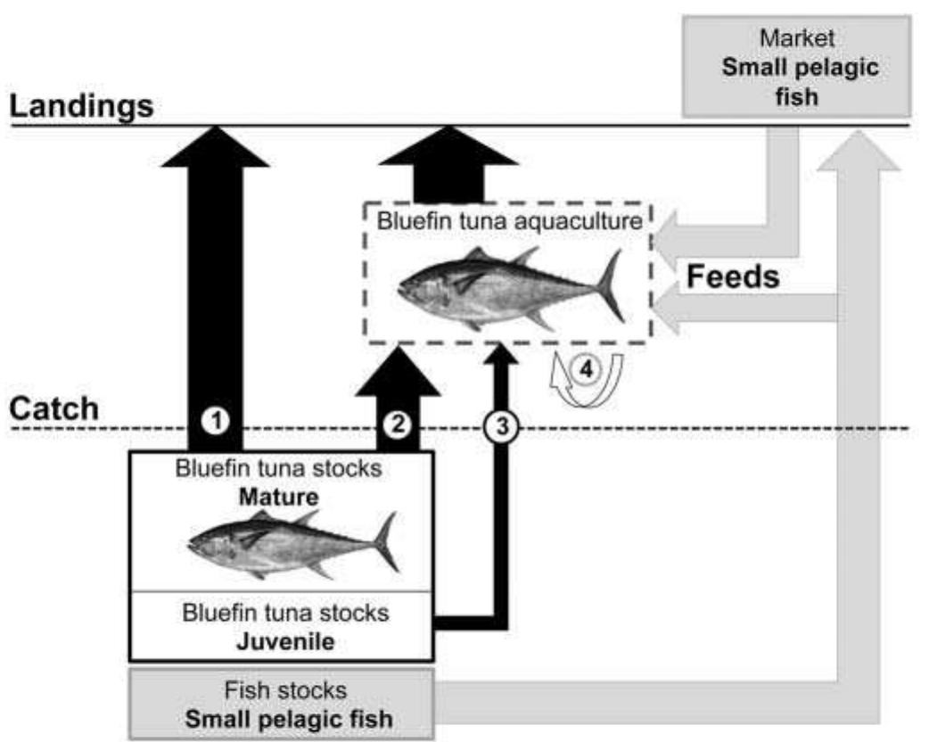 Schematic vision of bluefin tuna production and dependence