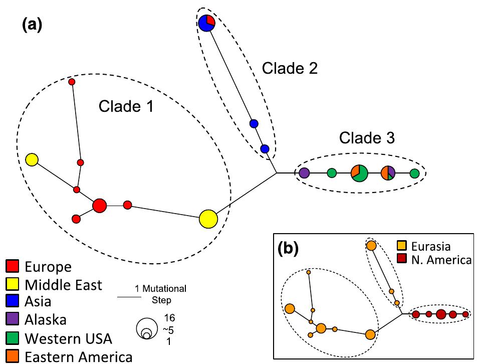Haplotype network of red fox y-chromosome haplo- types of 85
