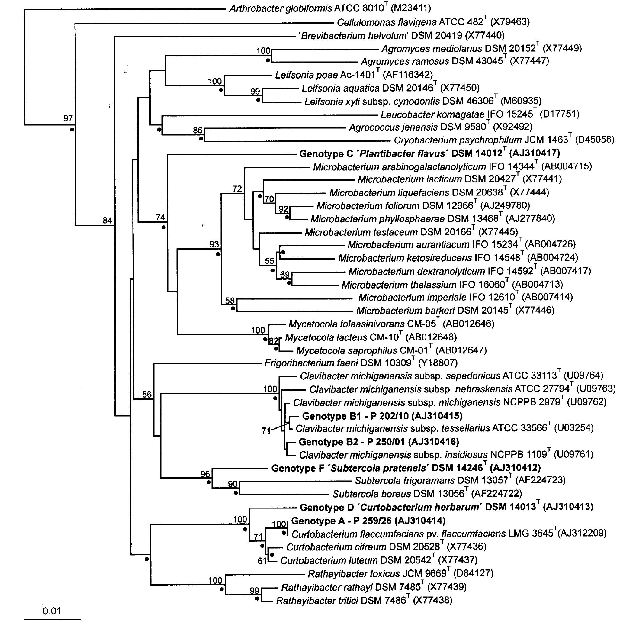 Phylogenetic tree showing the relationship of the isolated