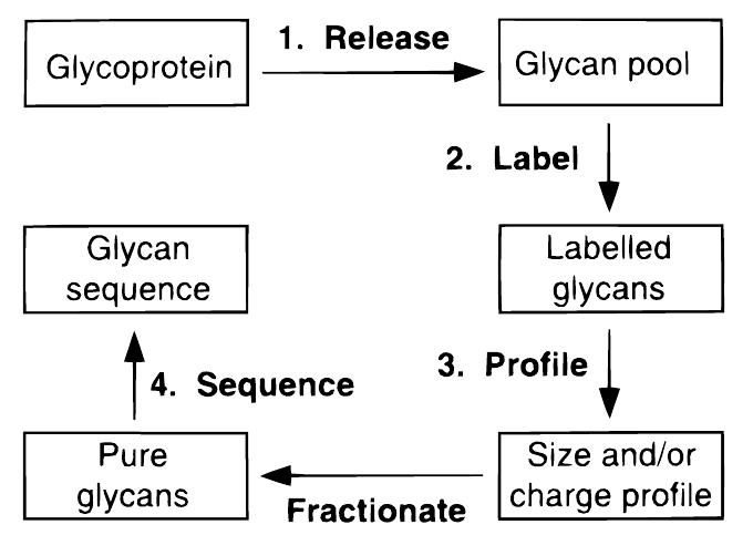 Figure 19 - Glycobiology: Toward Understanding the Function