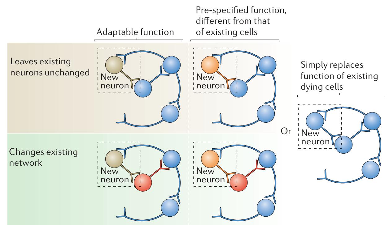 | possible functions of newborn neurons at the cellular and