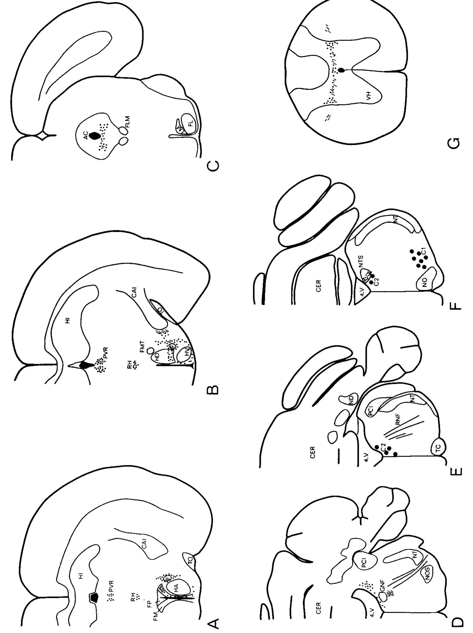 A-g: schematic diagrams of frontal sections of the rat