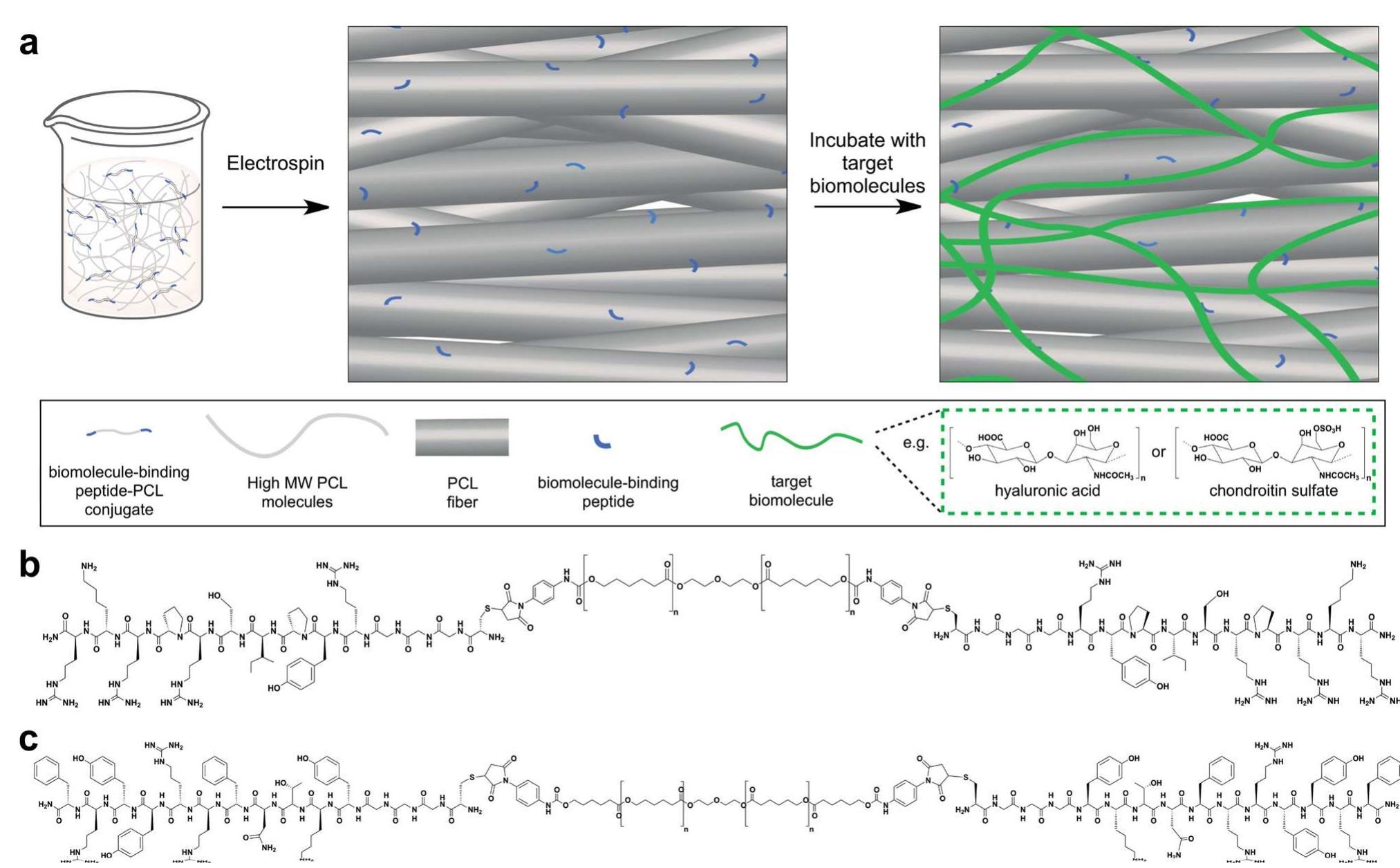 A) schematic illustration of scaffold surface