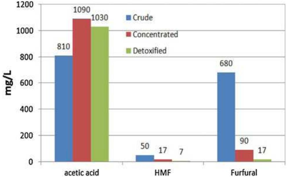 Inhibitors profile of sugarcane bagasse hemicellulosic