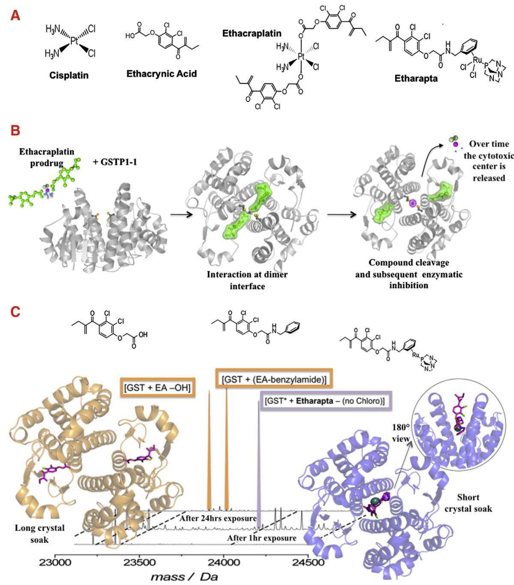 ‘ig. 1. metal binding to gst. (a) chemical structures of