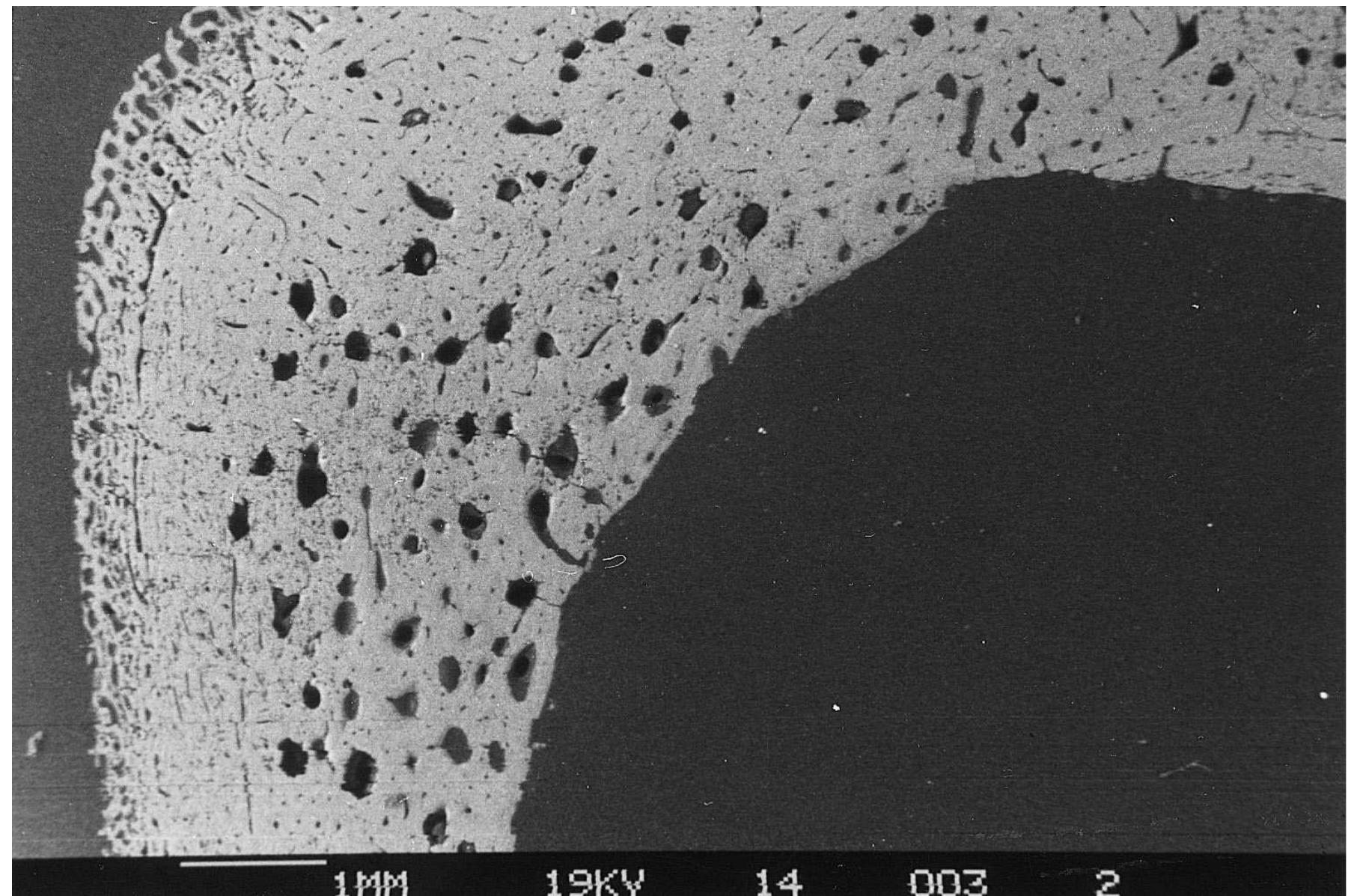 Backscattered electron image of a transverse section through