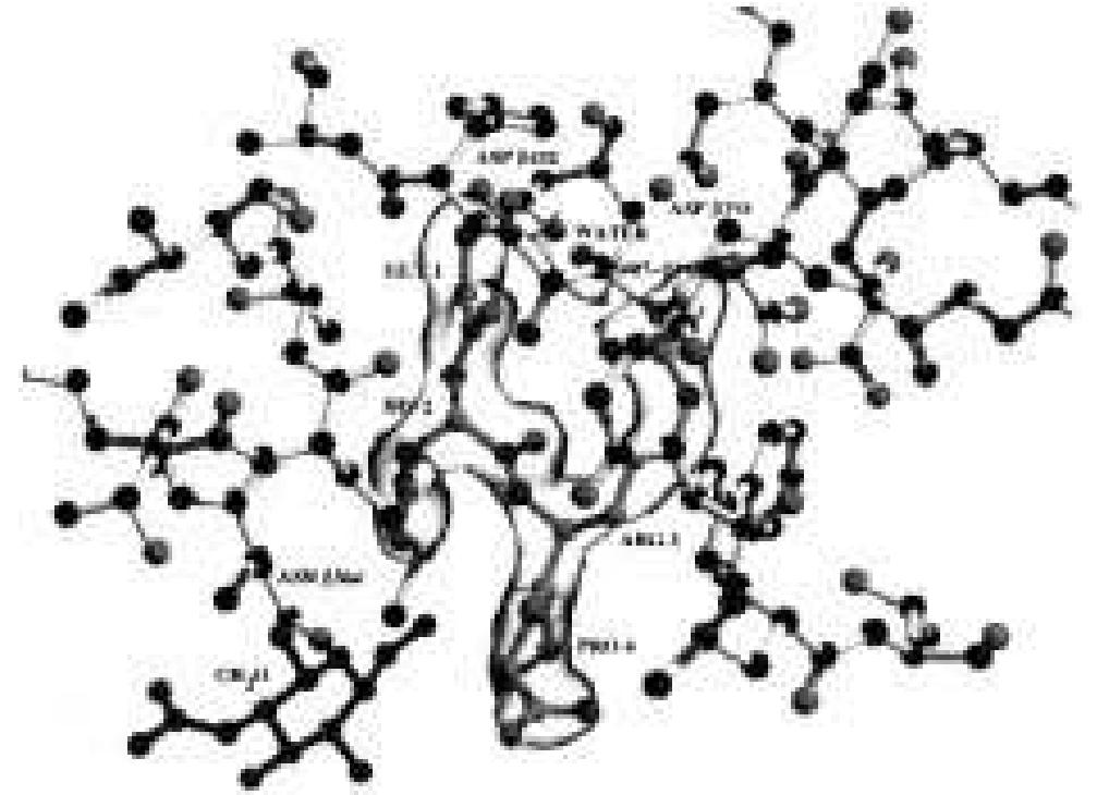 Ficure 2: electron density omit map showing the ligand