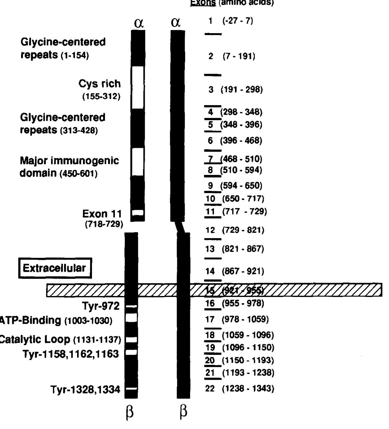 Map of strucural domains in the human insulin receptor. the