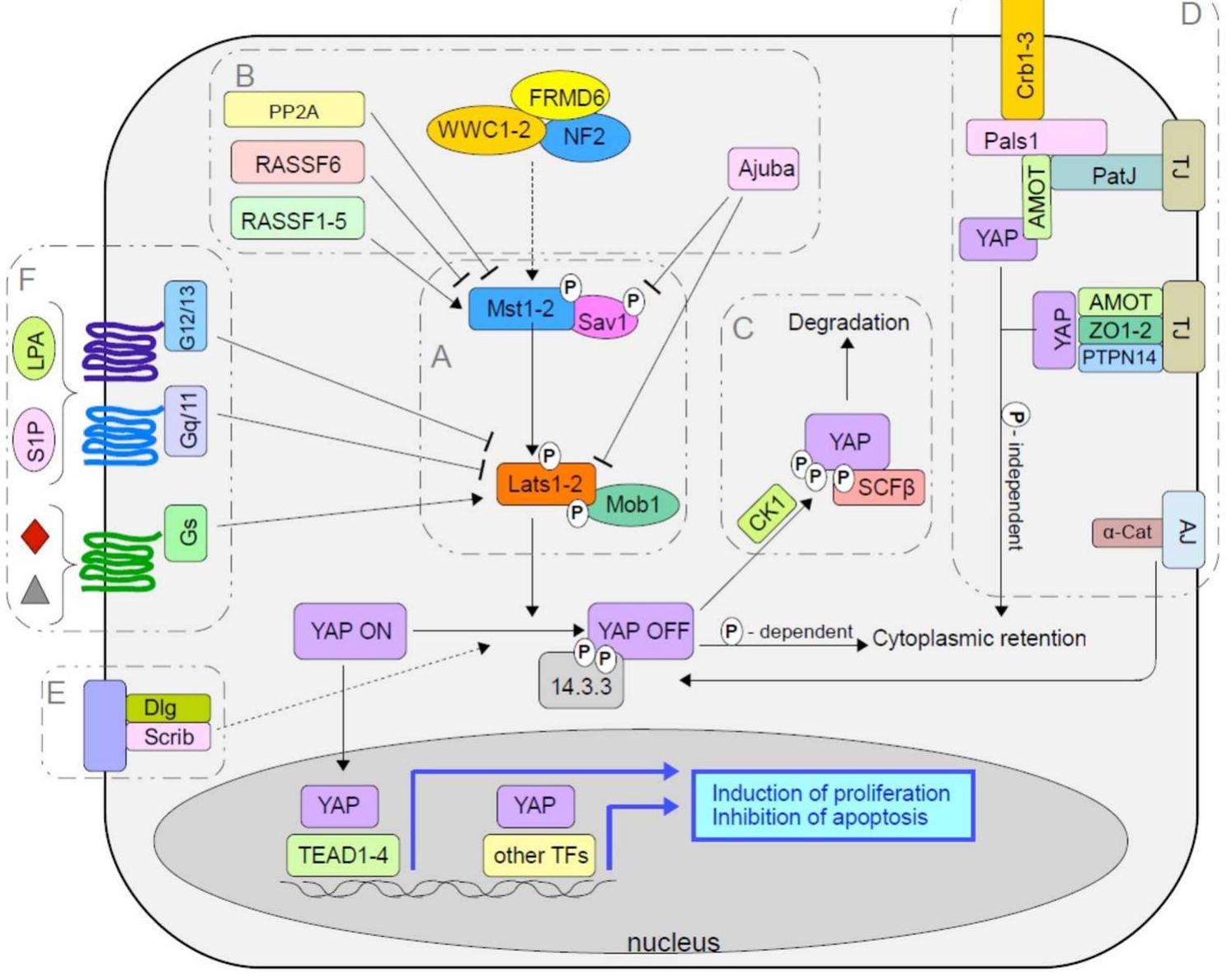 Hippo signaling pathway in mammals: the hippo pathway