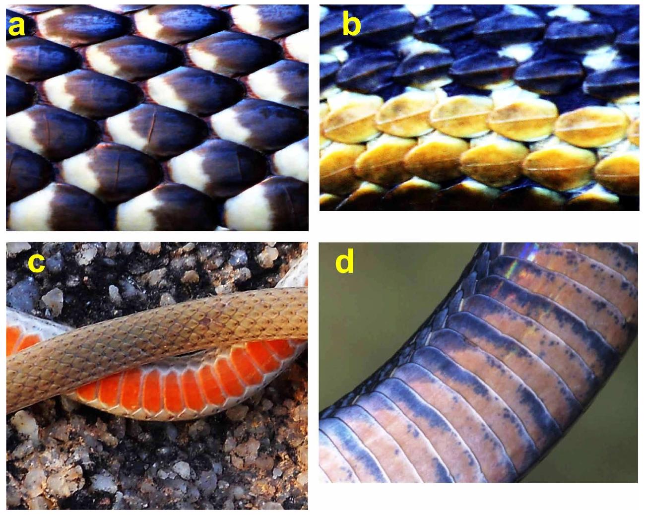 Examples of snake scales: (a) smooth dorsal scales