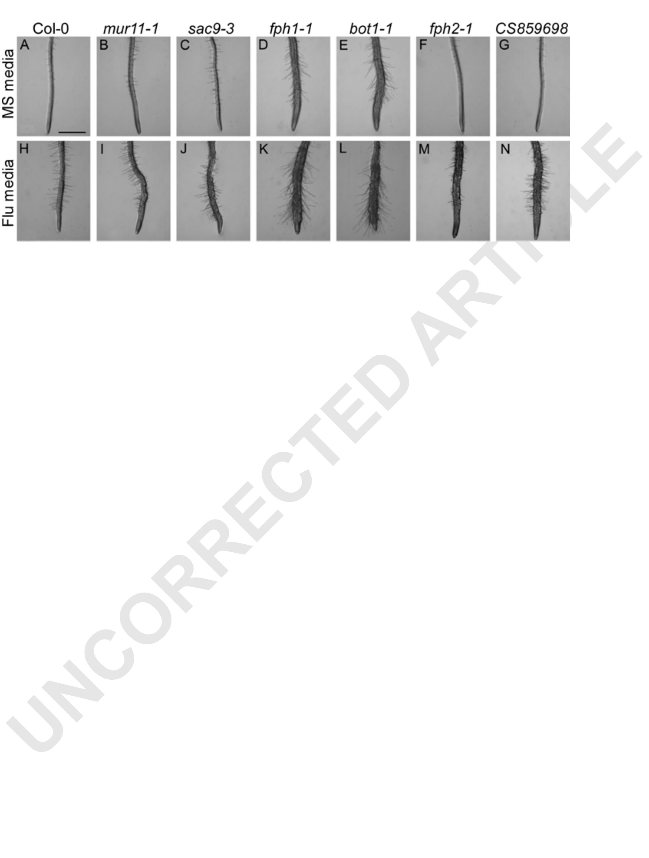 Table 4 - Next‐generation mapping of Arabidopsis genes