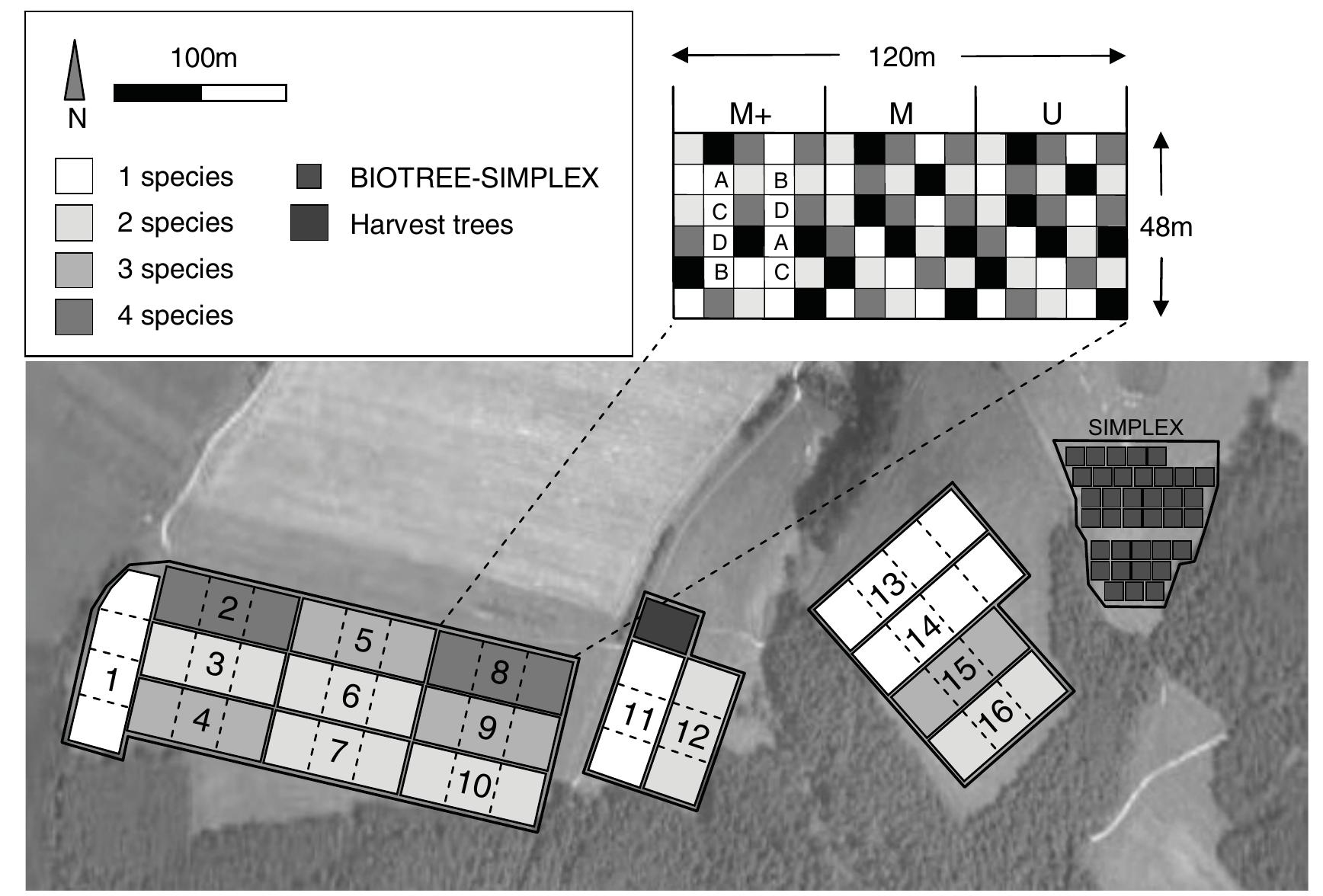 Experimental layout of the biotree-species site ‘kaltenborn’