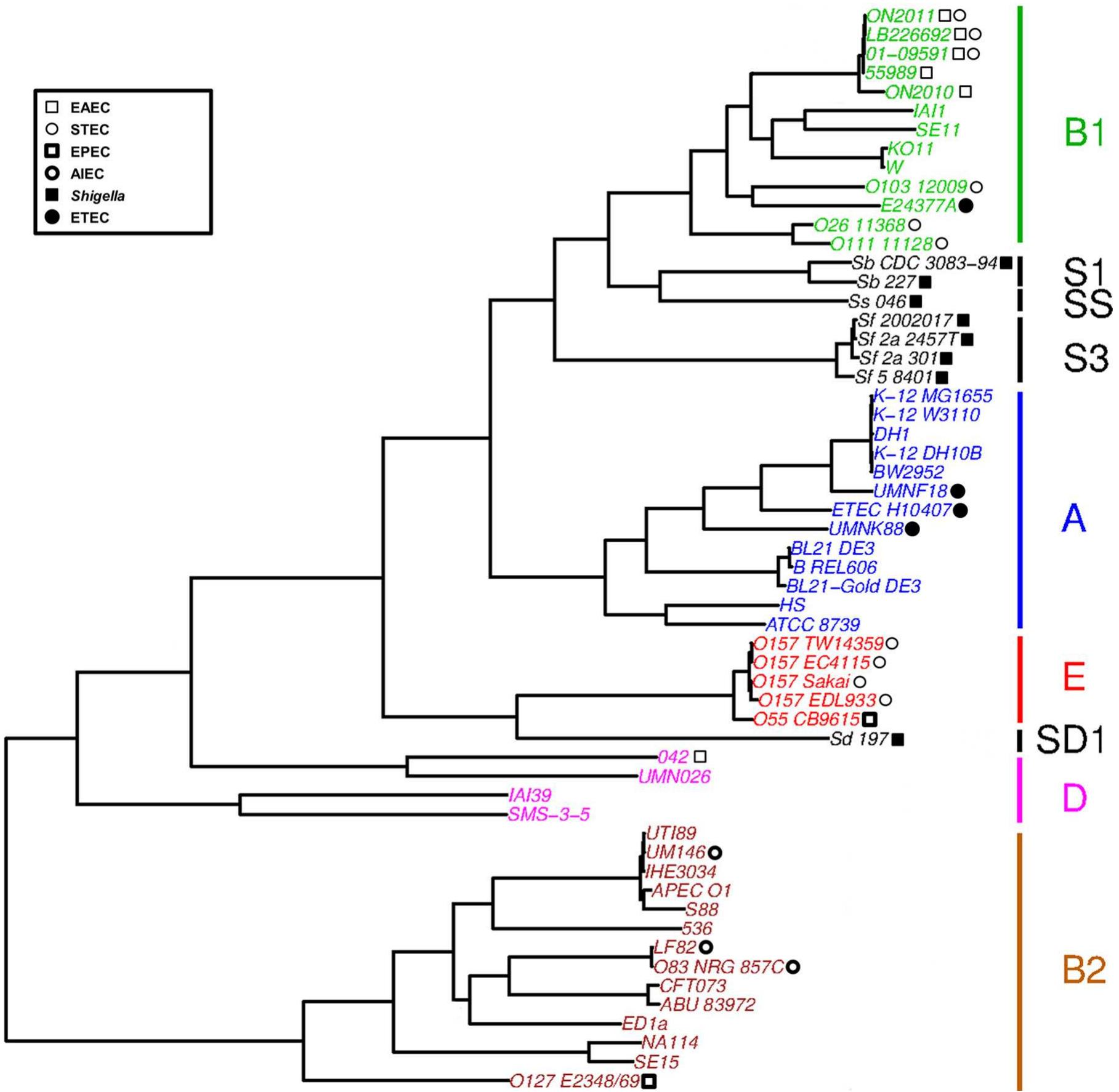 Phylogenetic tree of intestinal pathogenic e. coli. e. coli