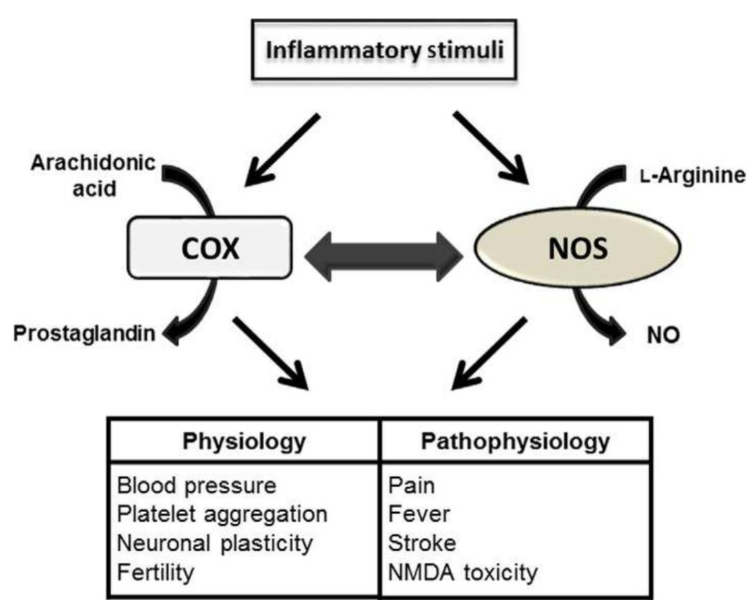 1 the role of nitric oxide synthase (nos) and