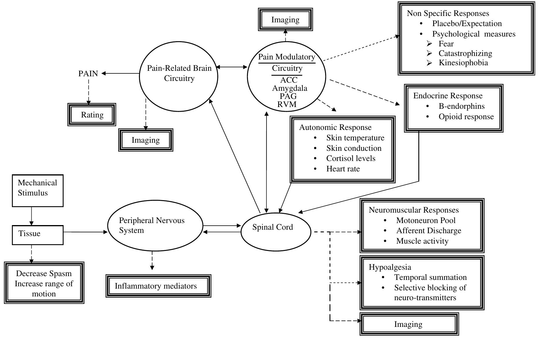 Acc = anterior cingular cortex; pag = periaqueductal gray;