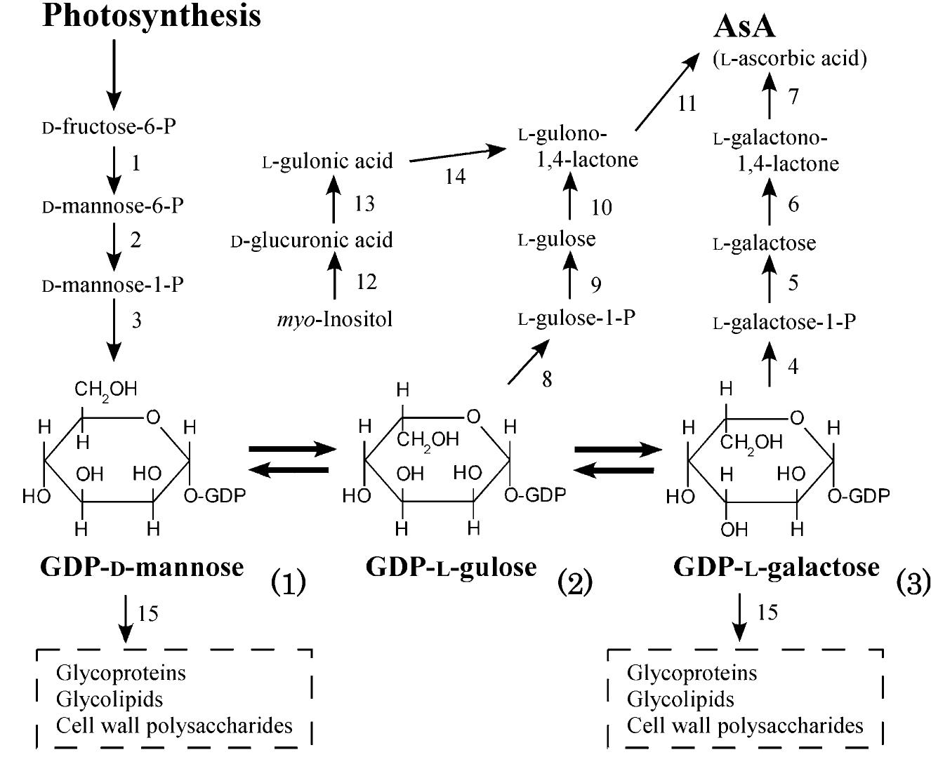 Schematic diagram of a possible pathway for the biosynthesis