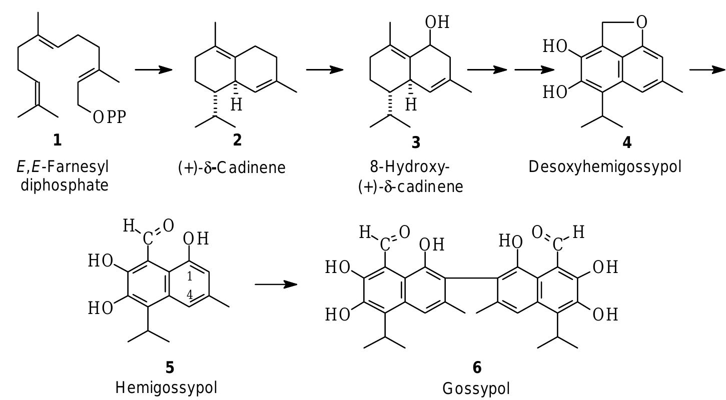 A proposed pathway for the biosynthesis of gossypol (6) in