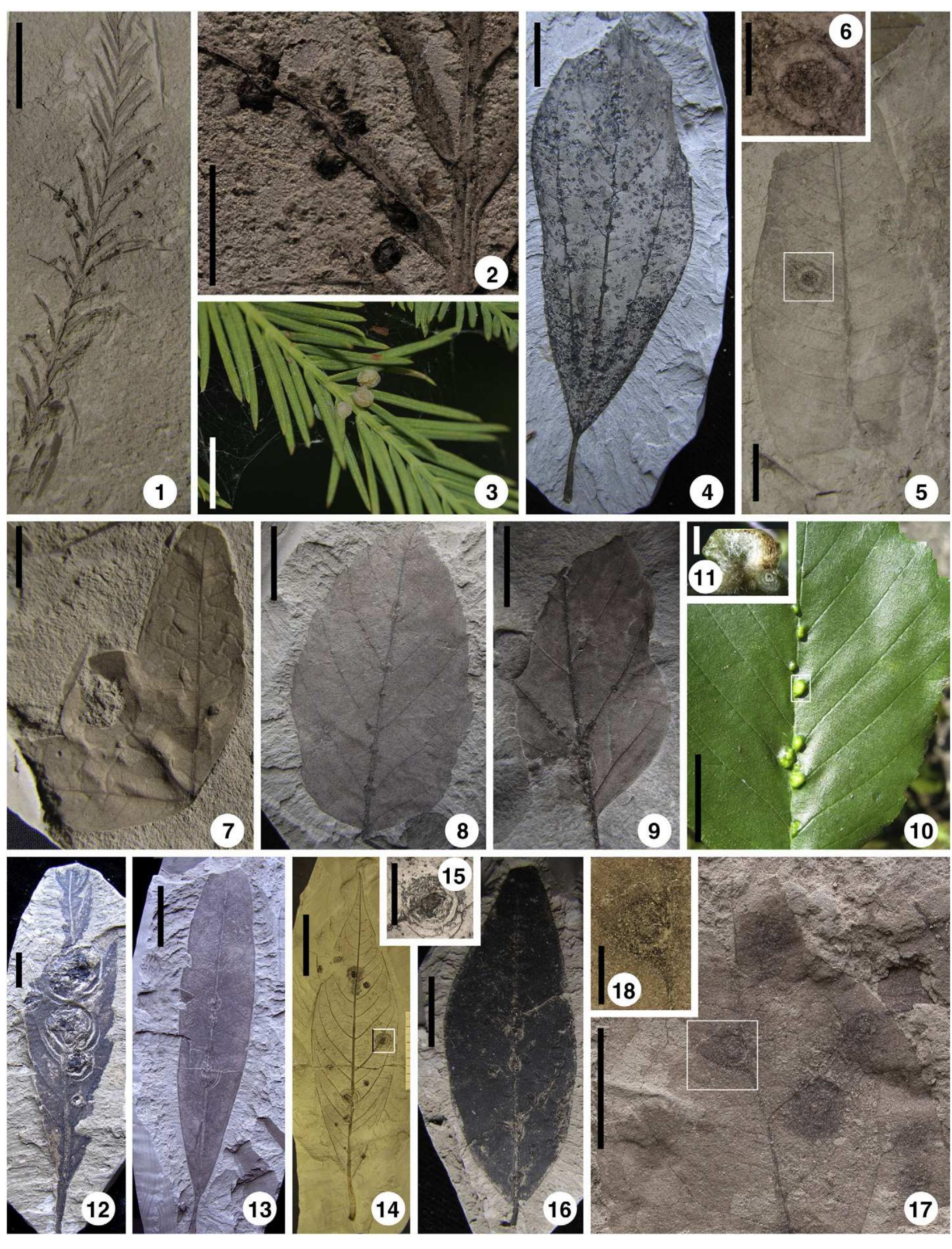 Figure 2 - from Galls and gall makers on plant leaves from