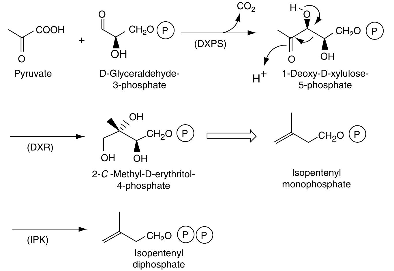 15 dxp pathway for the biosynthesis of ipp, and the proposed