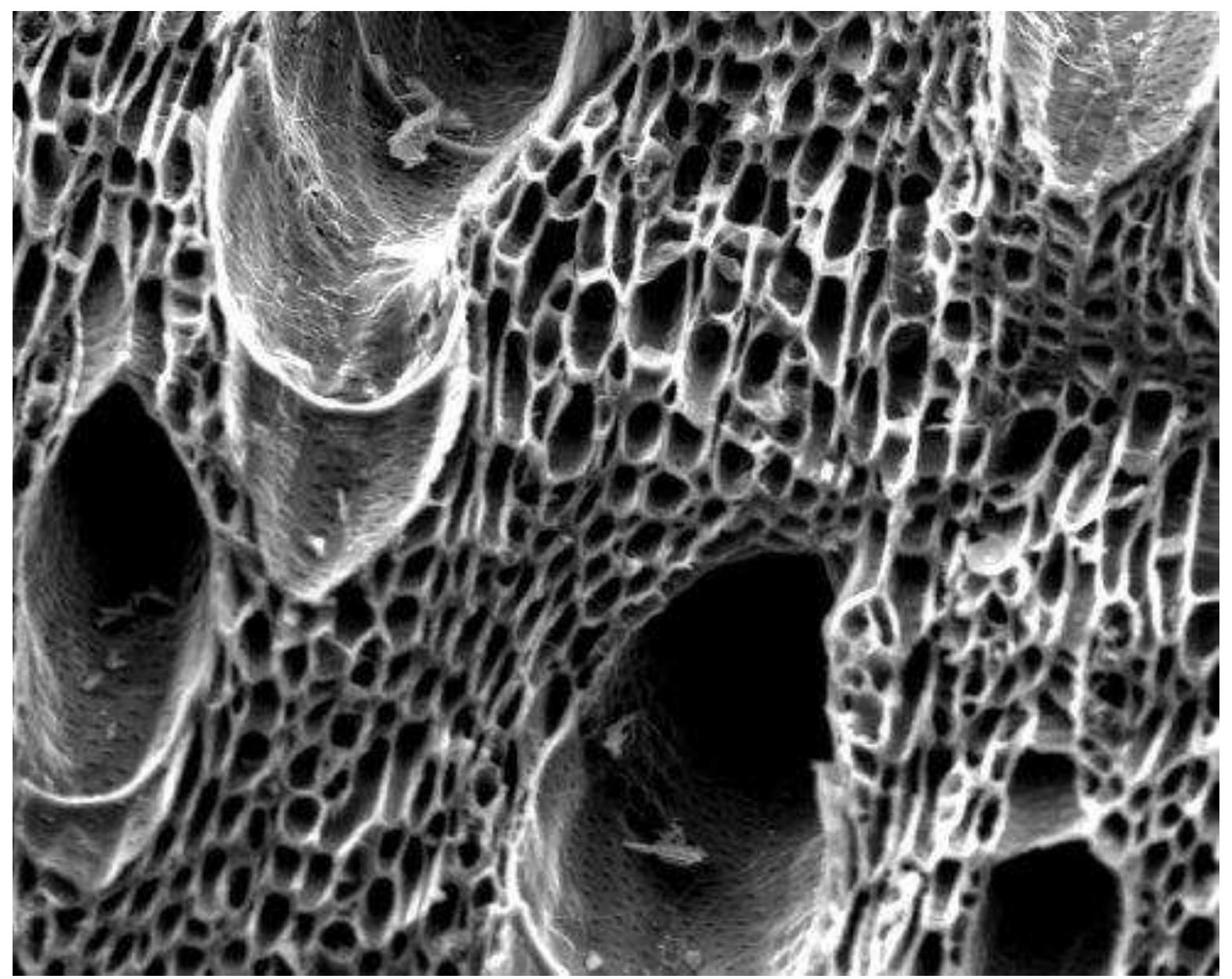 1. microscopic view of surface of biochar