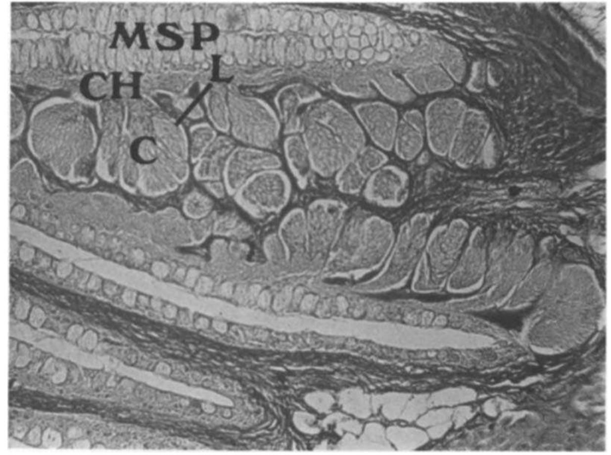 Cross-section of the esophagus from 2-year-old fish. the
