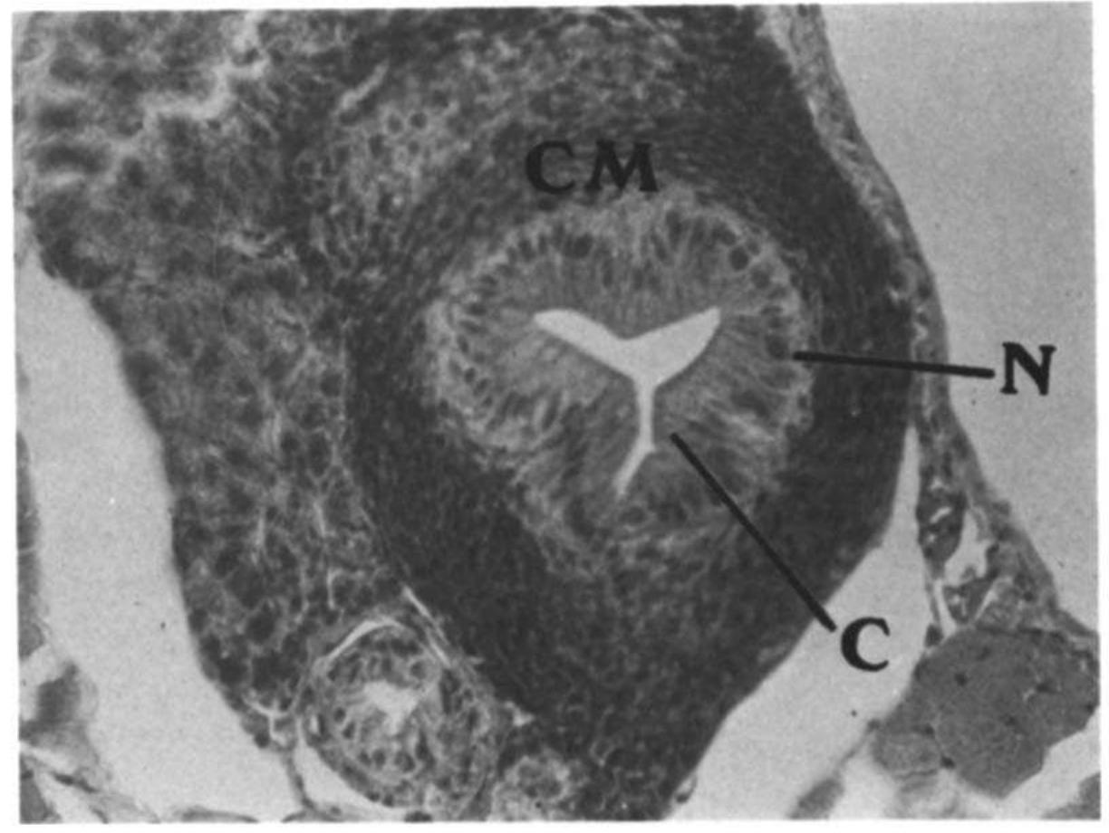 Figure 6 - from Development of the digestive tract of