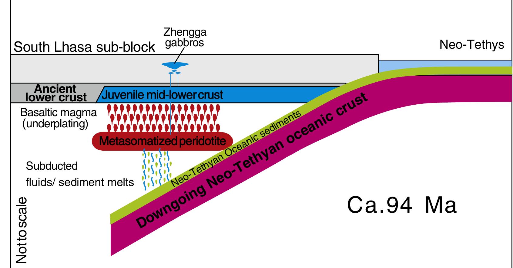 Schematic illustration of the suggested model for the