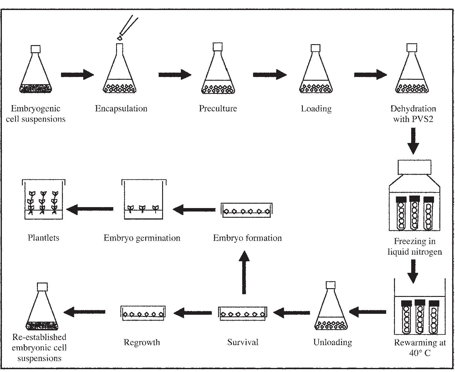 A flow-chart of cryopreservation of embryogenic cell
