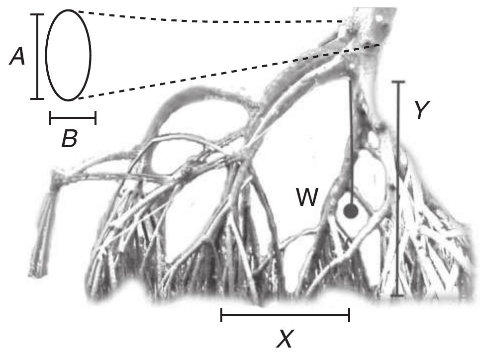 Fic. 1. morphological measurements of the rhizophora mangle