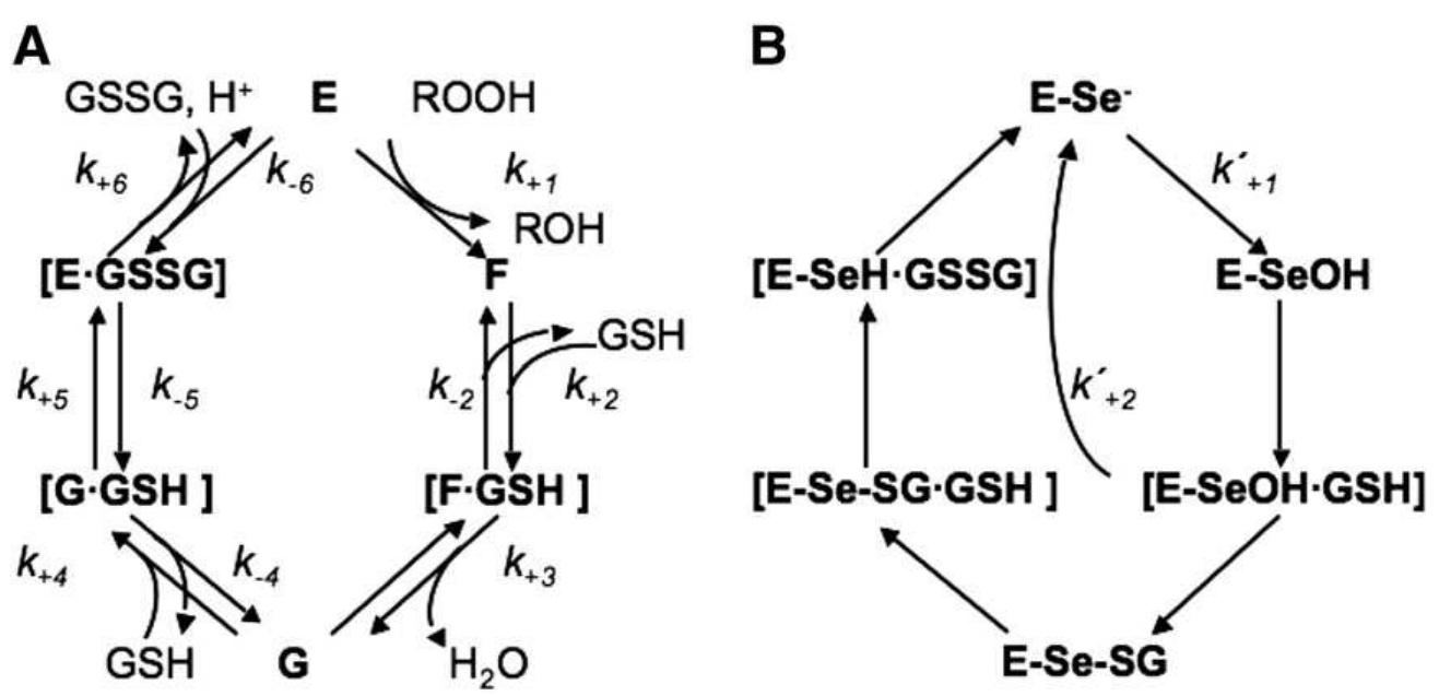 Catalytic cycle of a sec-gpx. (a) schematic presentation of