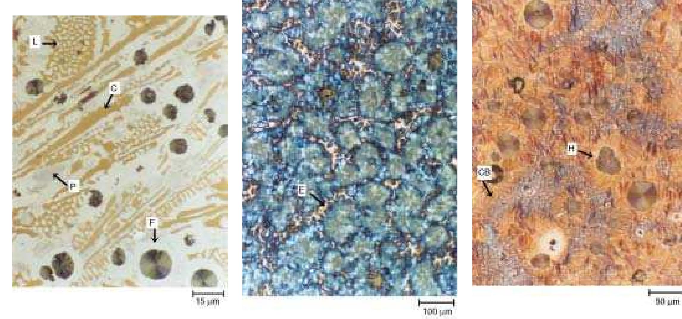 (PDF) Metallography and Microstructures of Cast Iron