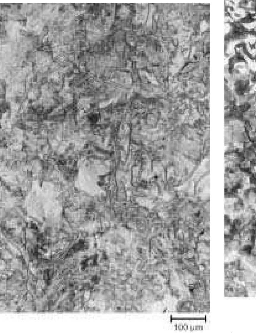 As-cast gray iron. pearlitic-ferritic matrix with