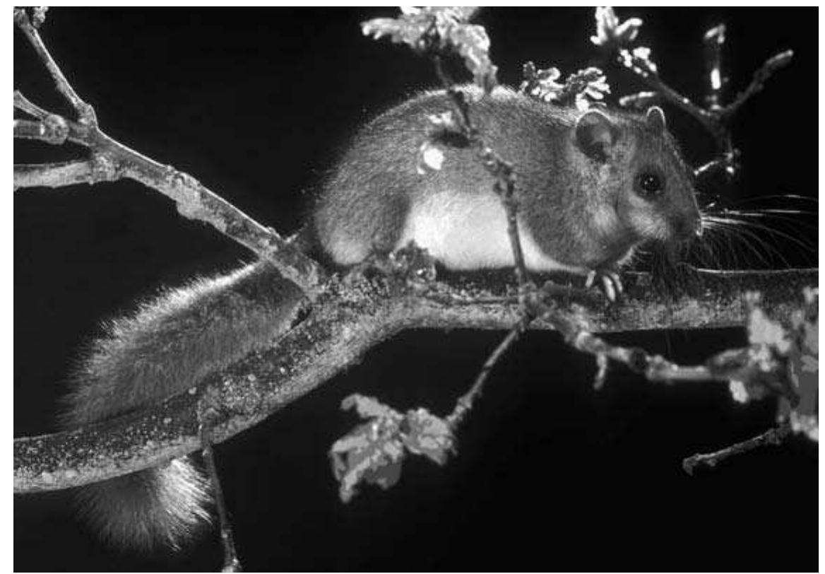 (PDF) Roman dolia and the fattening of dormice.