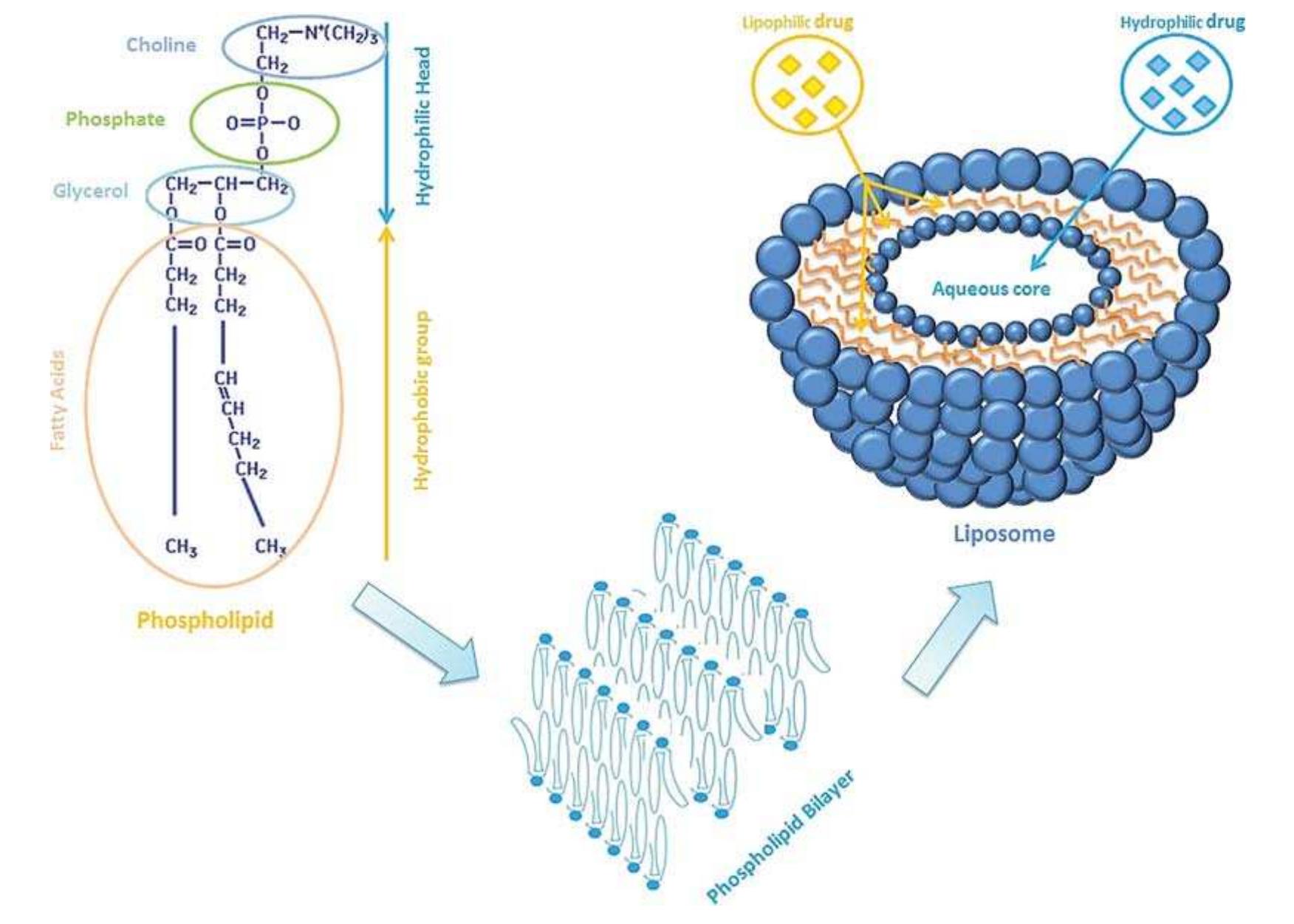 Schematic drawing of liposomes structure and lipophilic or