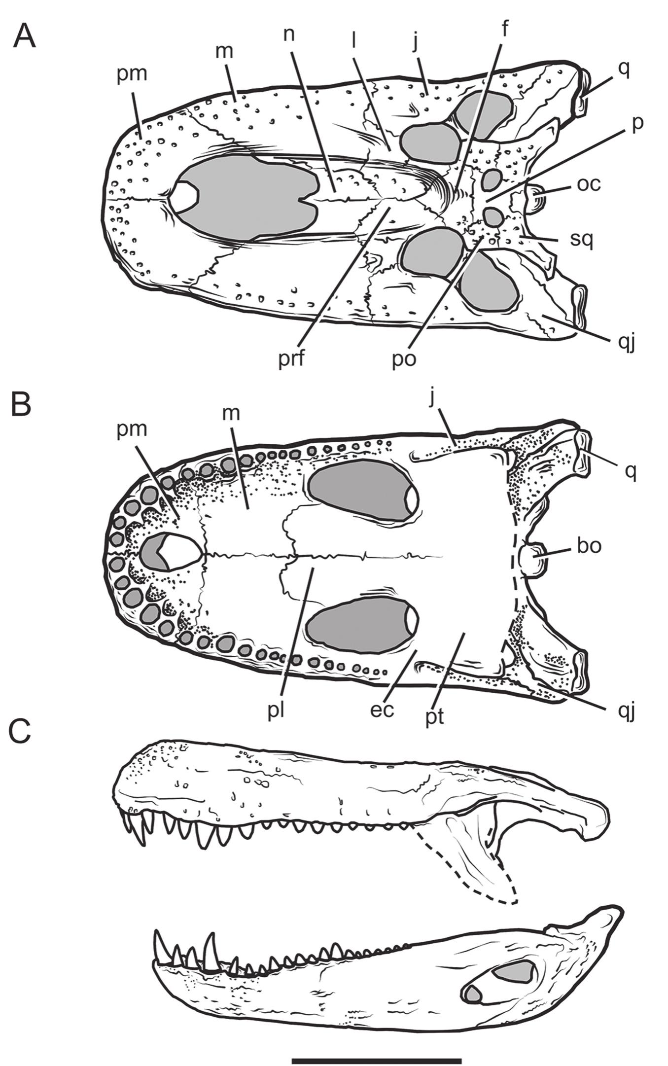 Purussaurus brasiliensis skull anatomy. (a) p. brasiliensis
