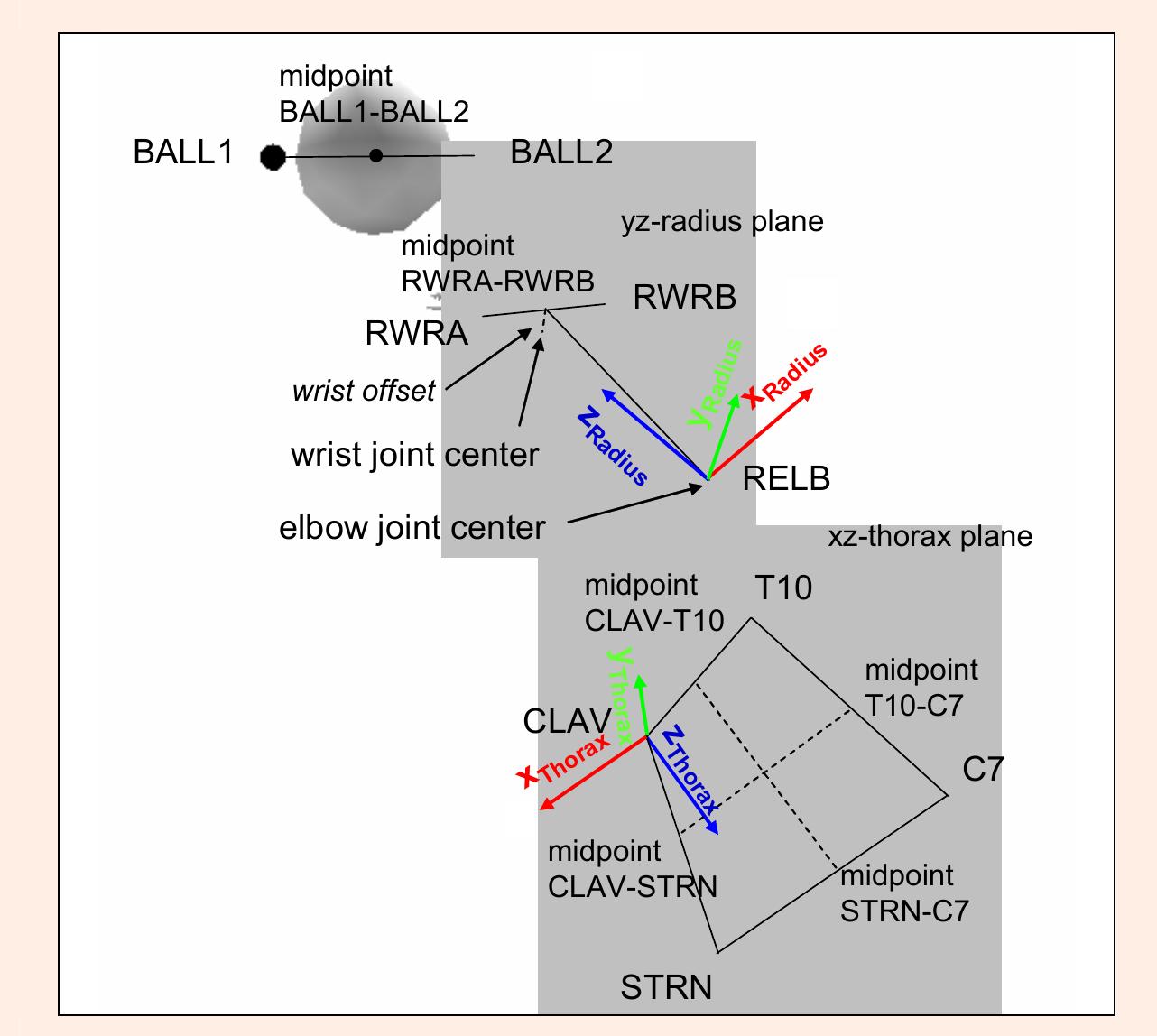 Definition of thorax and radius segment coordinate systems,