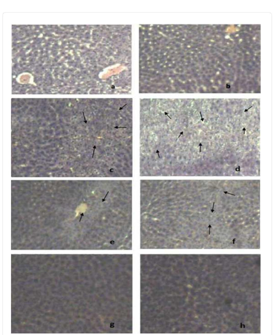 Photographs for histopathology of the liver of mice,