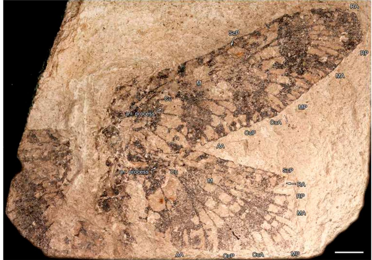 Bojoptera colorata kukalova, 1958, photograph of fore- and