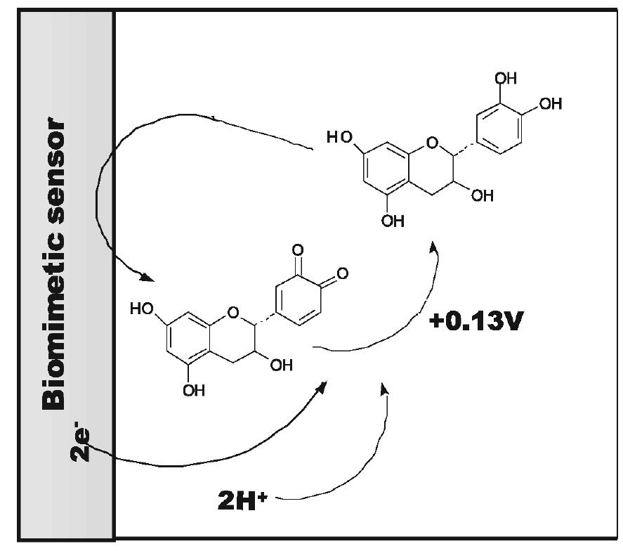 Schematic representation of the reaction between catechin