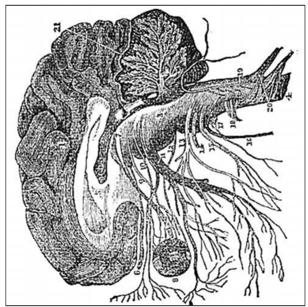 “illustration of a sagittal section” (cutter 242, image