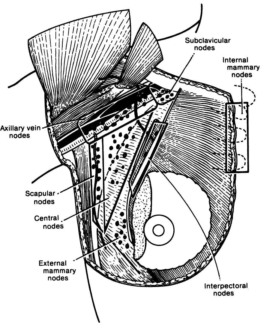 5. lymph nodes of the breast and axilla. classification of