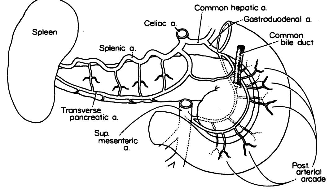 5. posterior view of arterial supply of the duodenum and