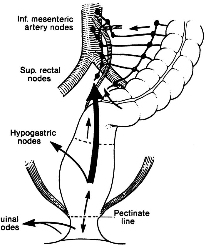 Figure 432 - from Lee J. Skandalakis Surgical Anatomy and