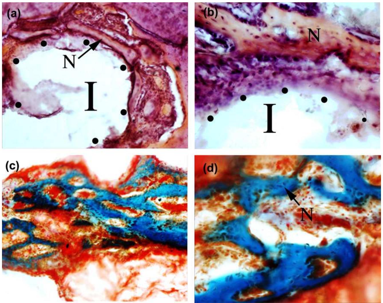 Histological images of bone tissue formed around the